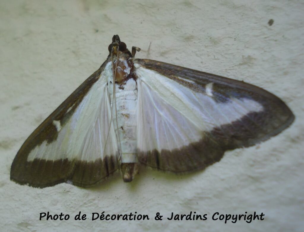 Conseils Personnalisés en Décoration Intérieure et pour les Jardins