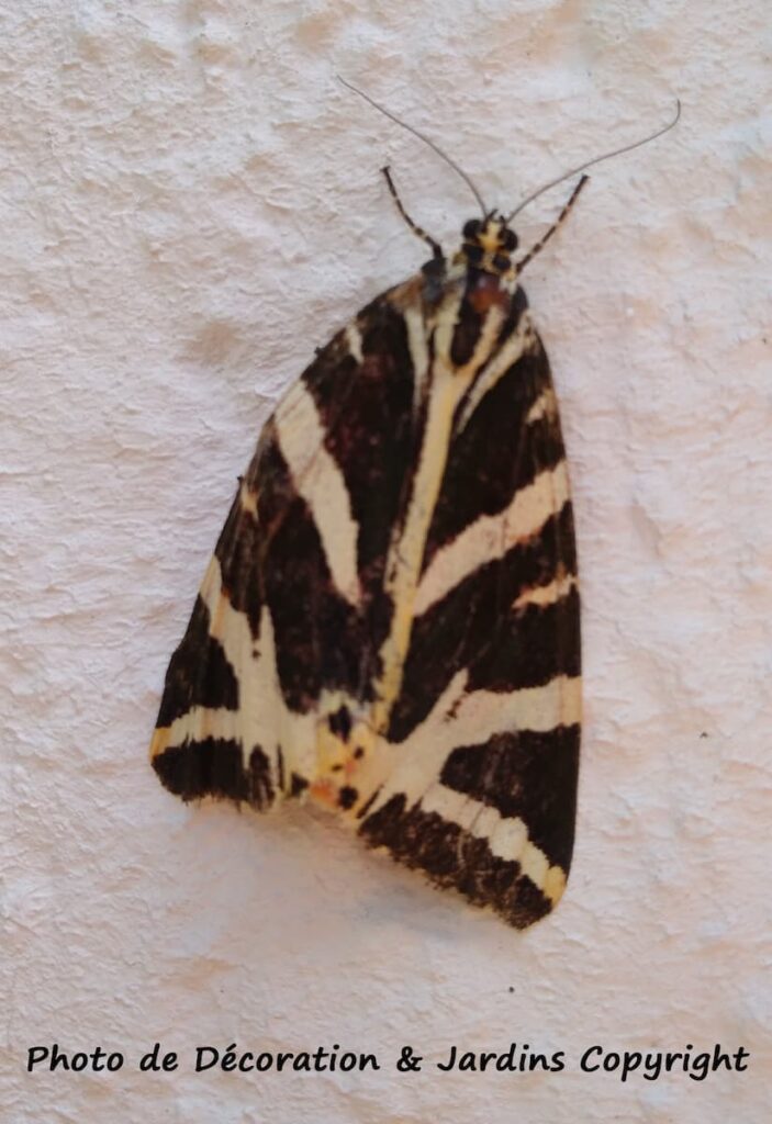 Conseils Personnalisés en Décoration Intérieure et pour les Jardins